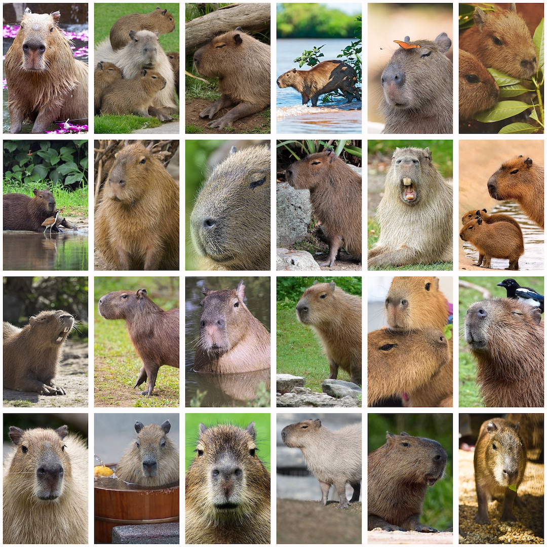 Wall Collage Kit 25 Pcs Capybara Photo Prints Set Dorm Decor for ...