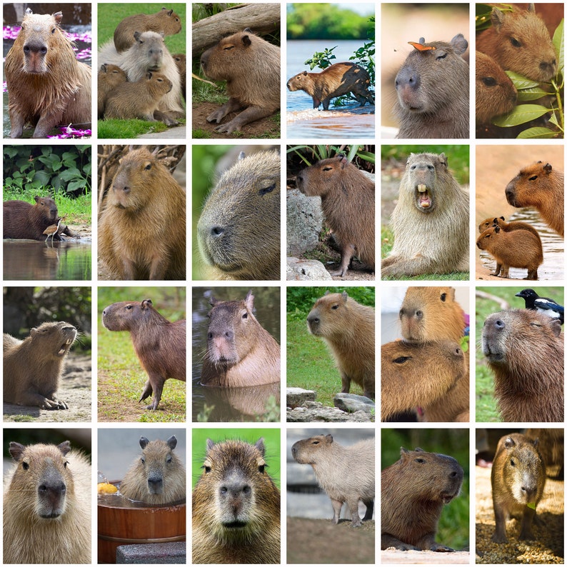 Wall Collage Kit 25 Pcs Capybara Photo Prints Set Dorm Decor for ...