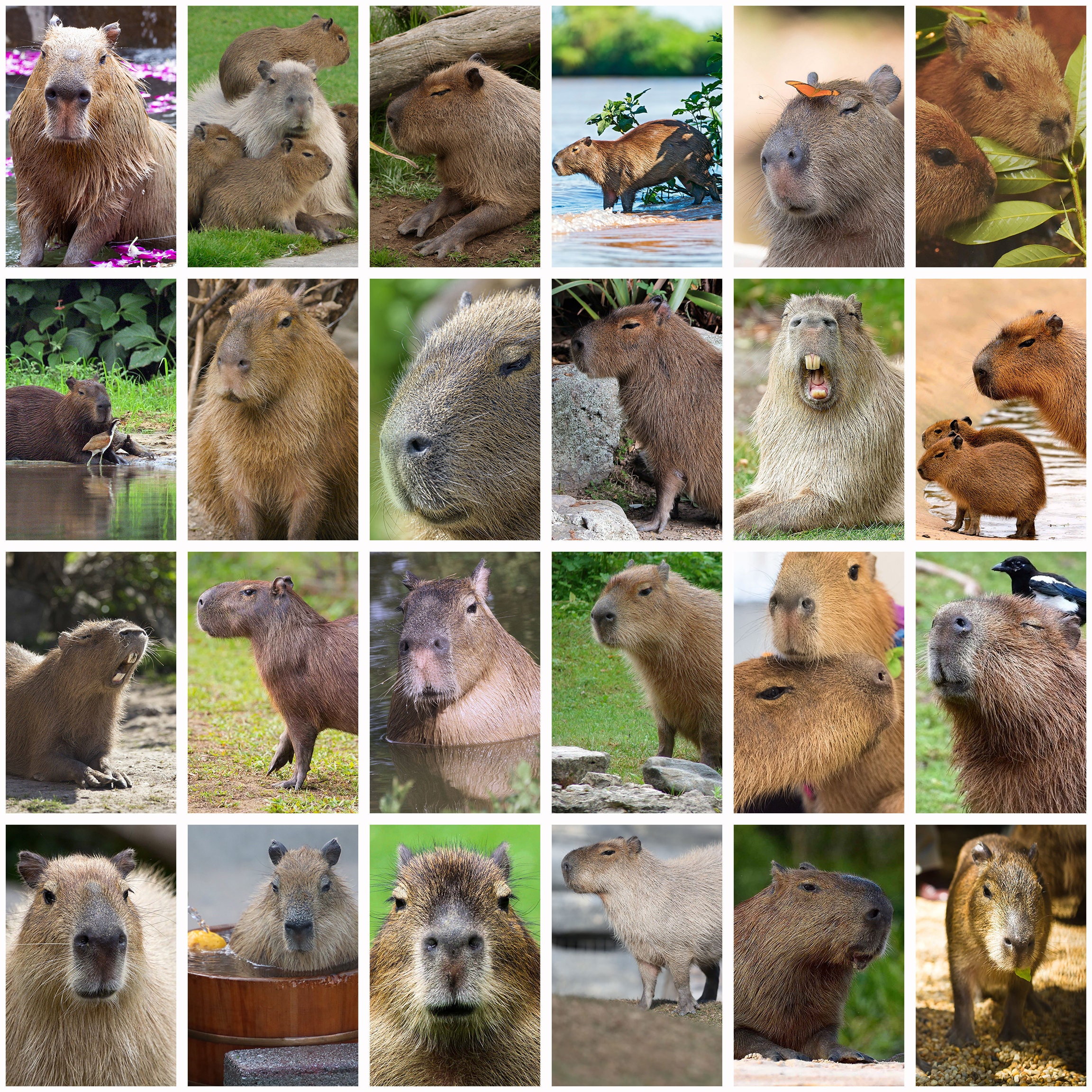 Wall Collage Kit 25 Pcs Capybara Photo Prints Set Dorm Decor for ...