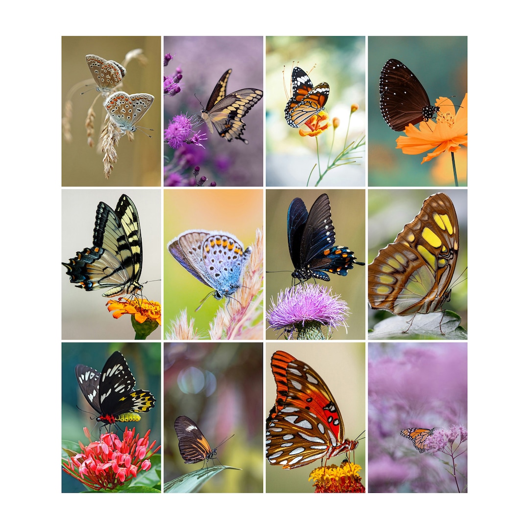 Butterfly Wall Collage Kit 75 PCS Calming Nature Art Dorm Decor for ...