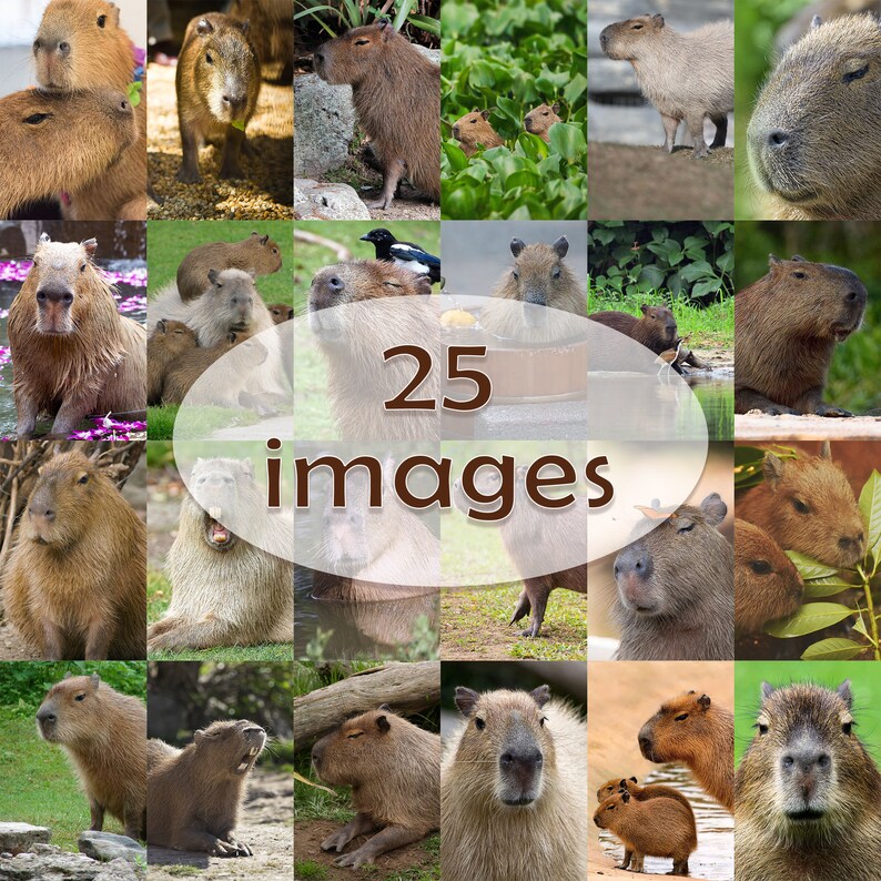 Wall Collage Kit 25 Pcs Capybara Photo Prints Set Dorm Decor for ...
