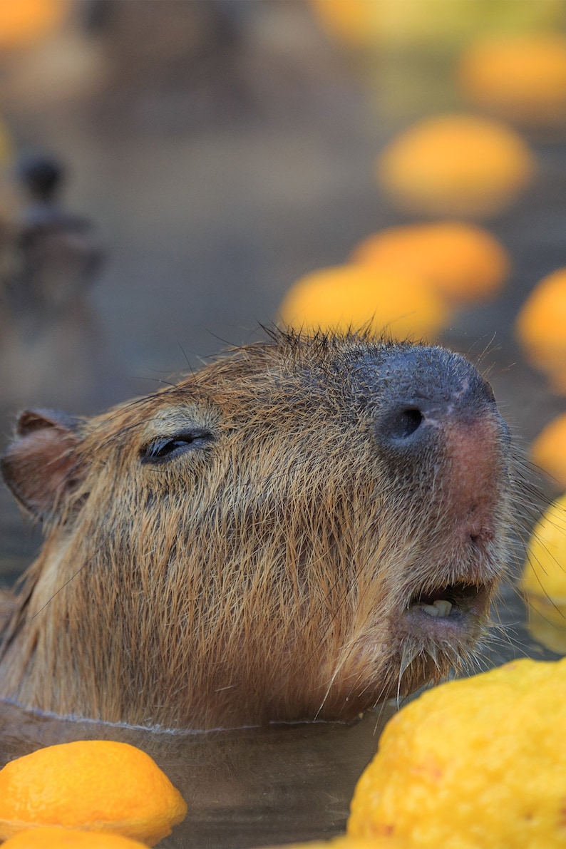 25 PCS Wall Collage Kit Capybara Photo Prints Dorm Decor for College ...