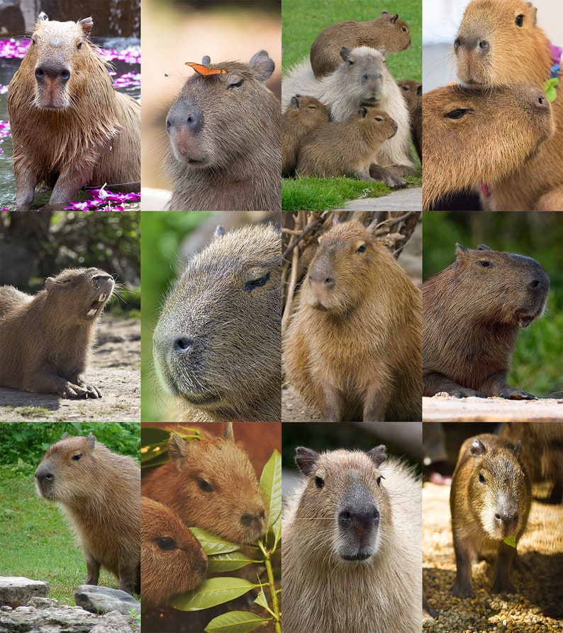 Wall Collage Kit 25 Pcs Capybara Photo Prints Set Dorm Decor for ...