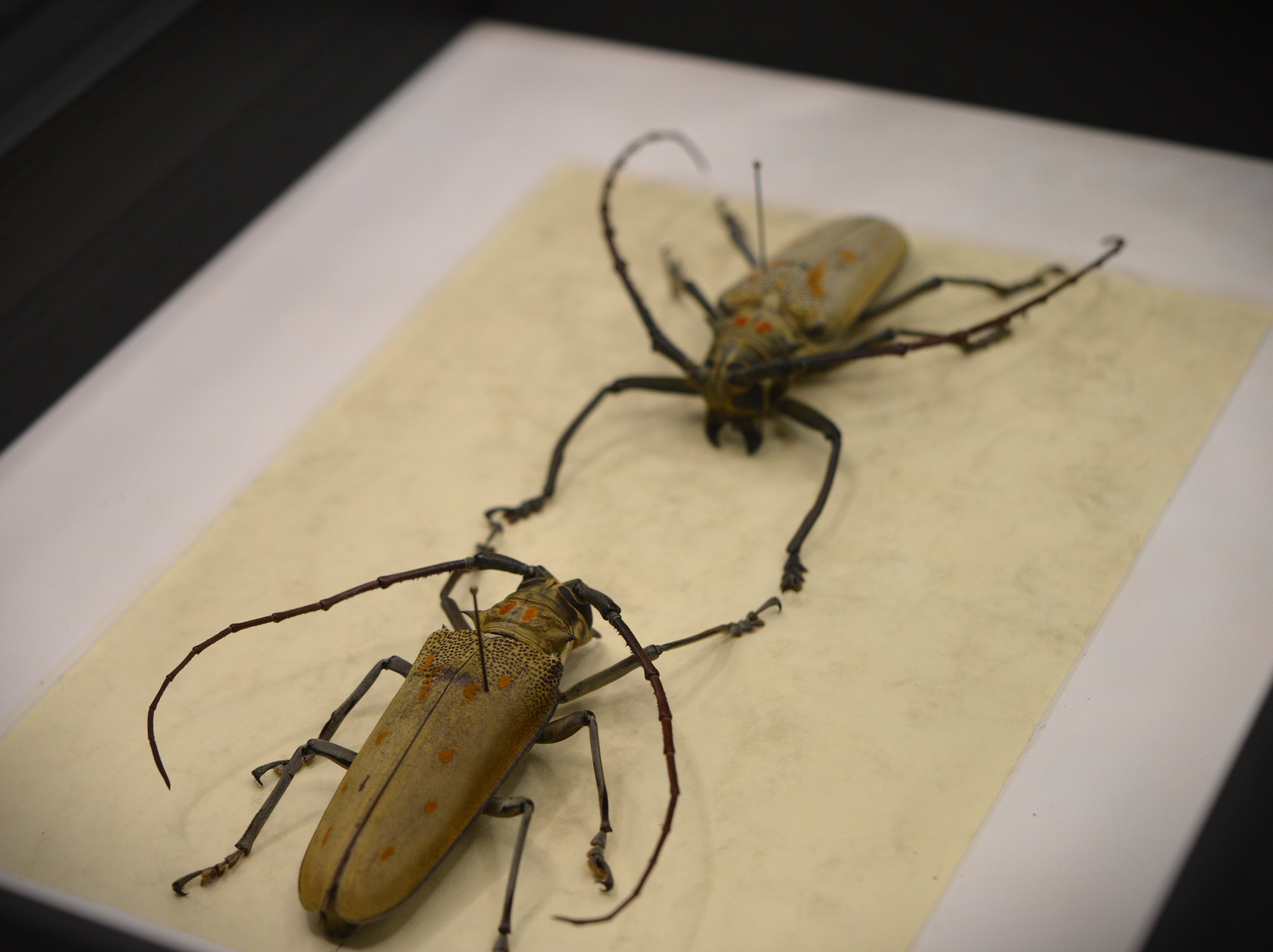 Framed Real Batocera Numitor Ferruginea Mango-tree Longicorn - Etsy