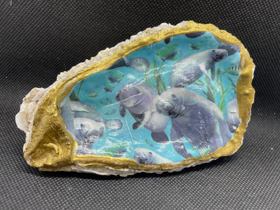 Manatee Oyster Shell - Etsy