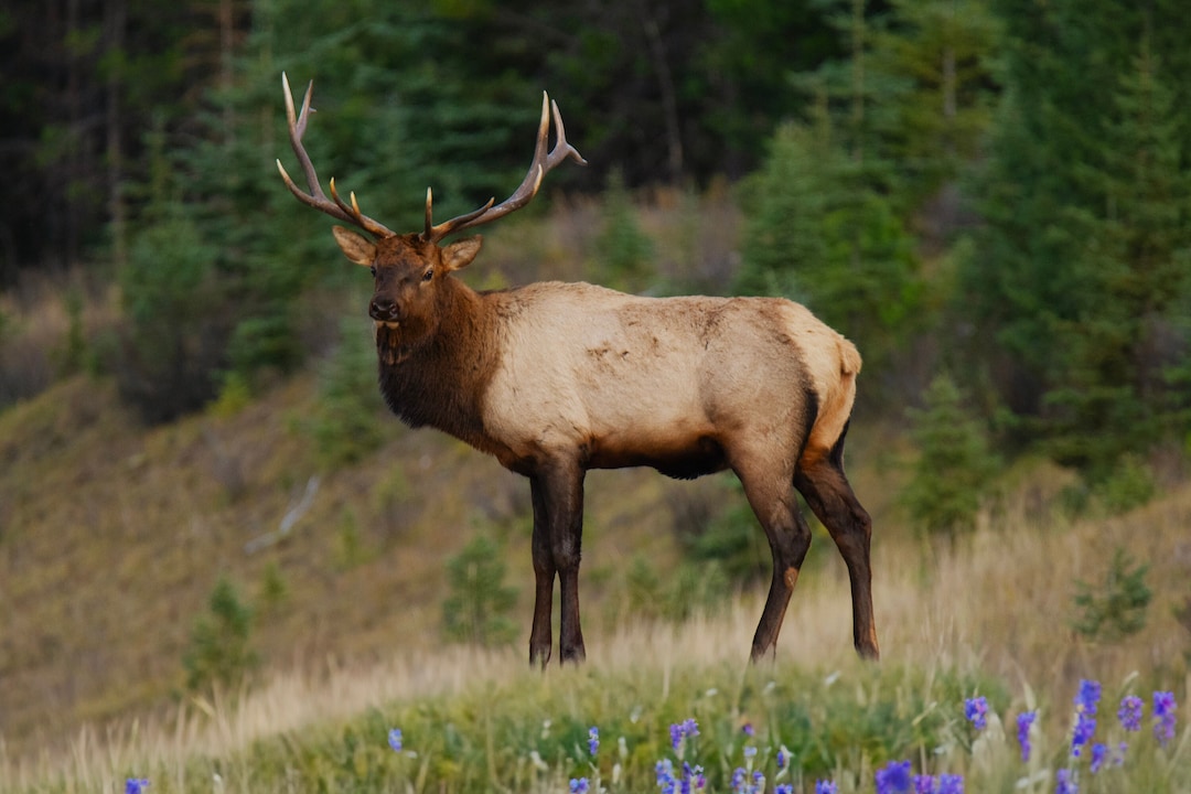 Bull Elk Wildlife Photography, Elk Rut Bugle, Jasper National Park - Etsy