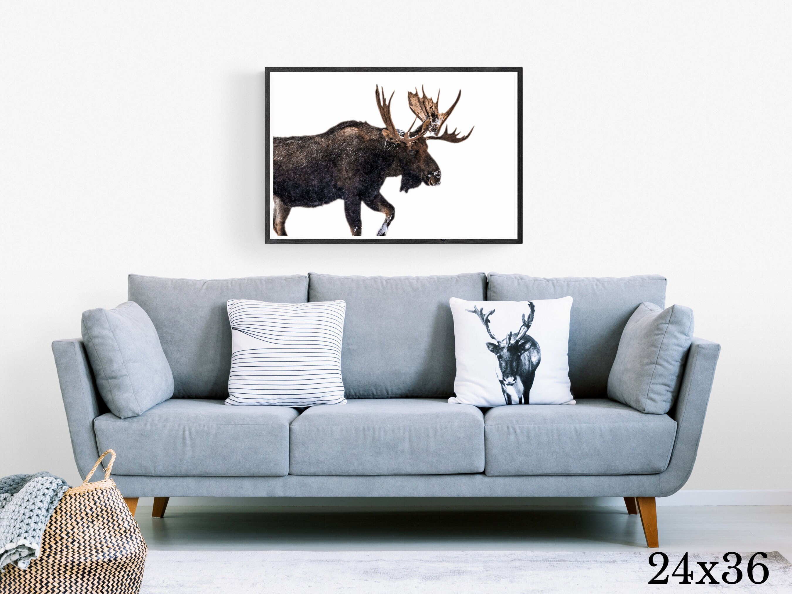 Bull Moose Portrait, King of the Forest, Wildlife Photography - Etsy