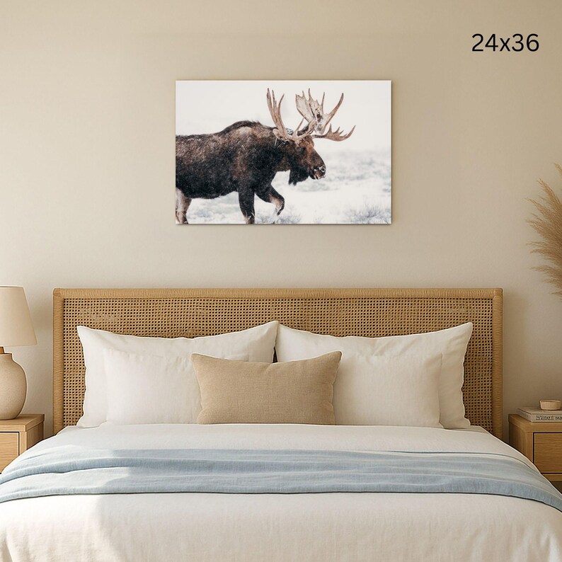 Bull Moose Portrait Grand Teton National Park Wildlife Photography ...
