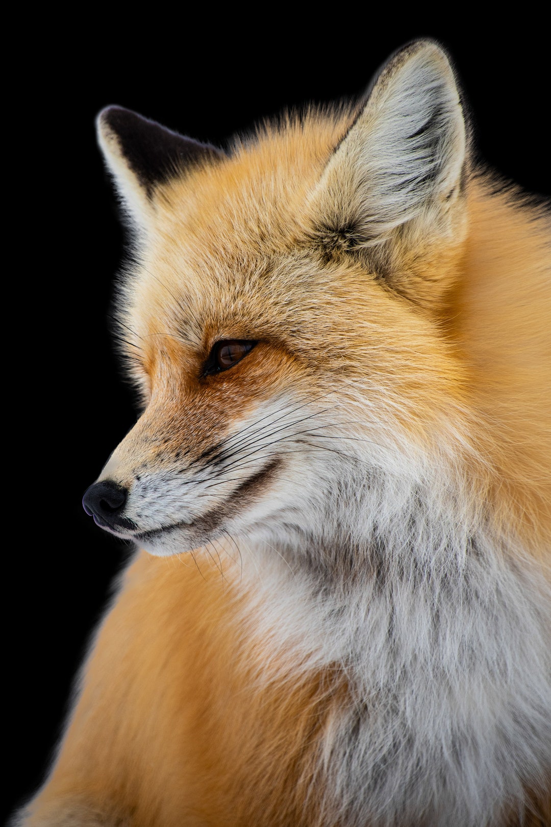 Fox Profile on Black Animal Eyes Grand Teton National Park - Etsy