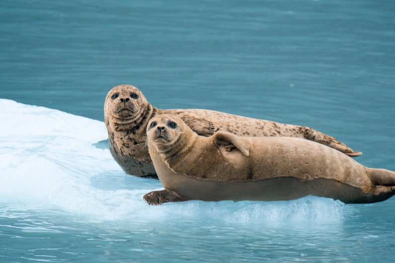 Harbor Seals Kenai Fjords National Park Alaska Wildlife Photography - Etsy