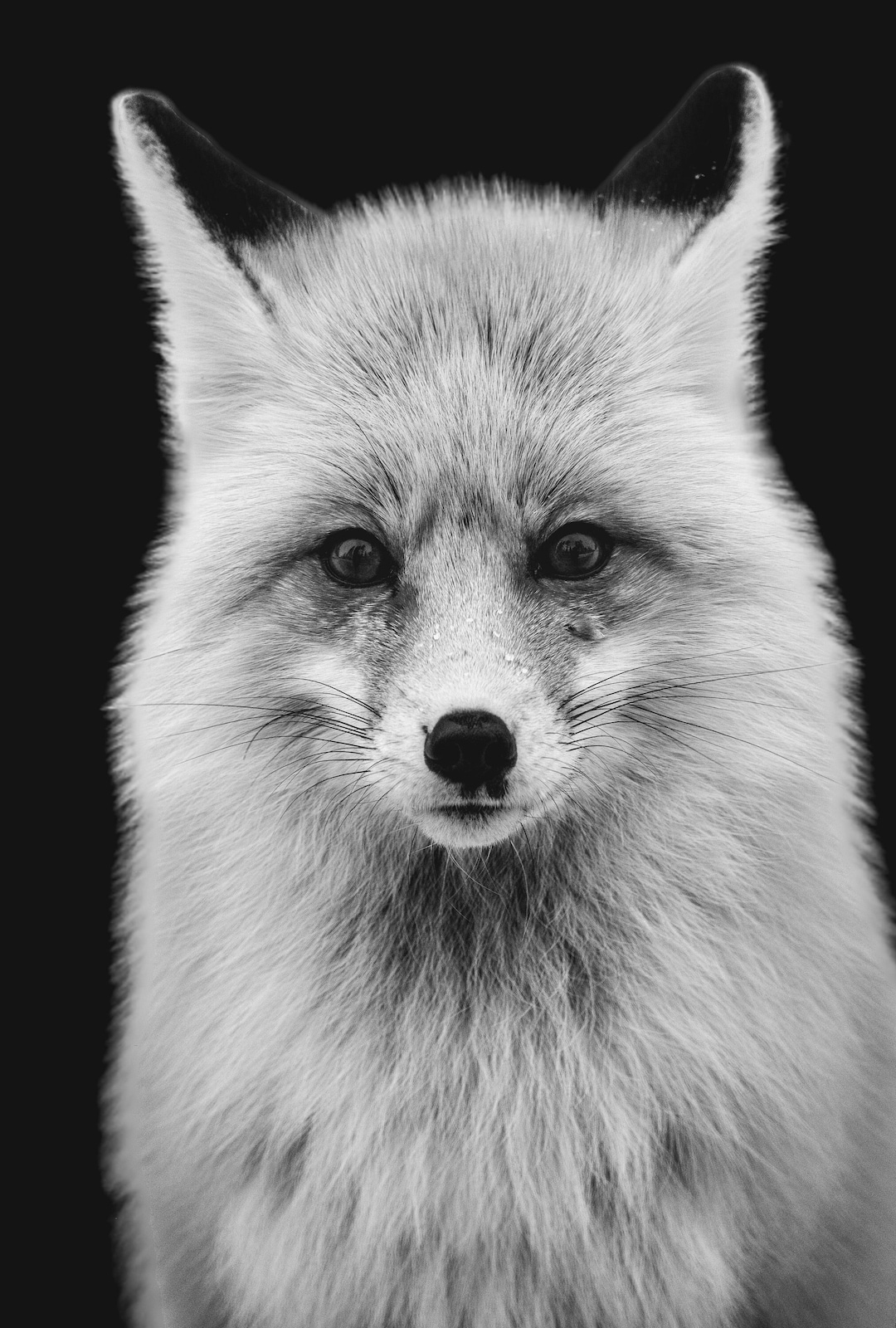 Fox Portrait on Black Animal Eyes Grand Teton National Park - Etsy