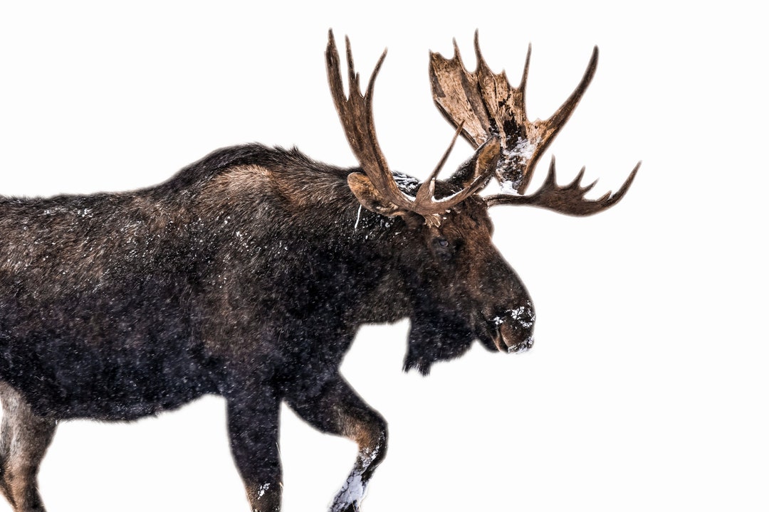 Bull Moose Portrait, King of the Forest, Wildlife Photography - Etsy