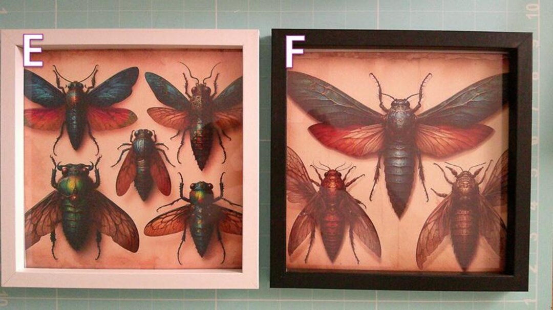 Framed Entomology Art Prints: Custom Insect Gallery Wall Set - Etsy