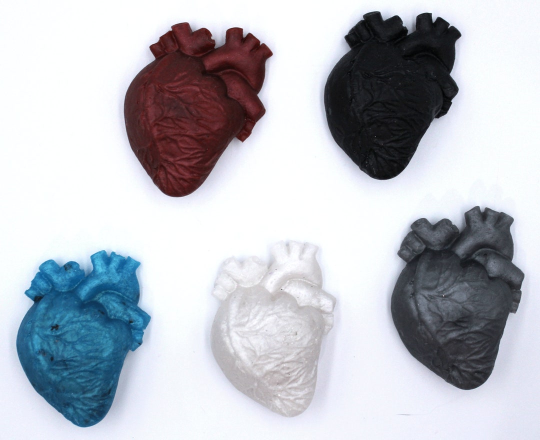 Resin Anatomical Heart | Anatomy | Metallic Resin Organ - Etsy