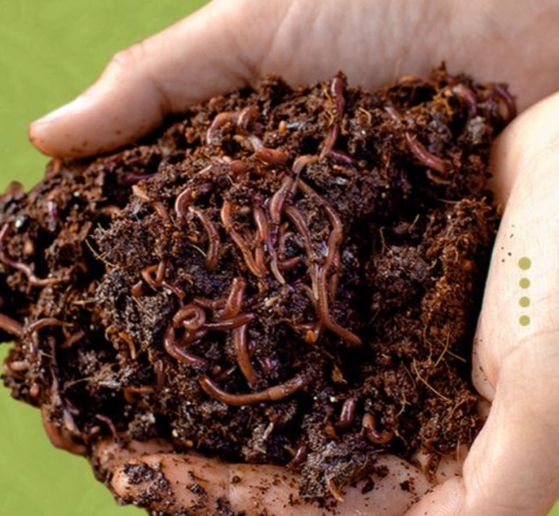 50 Red Composting Worms in Coco Coir 100% Organic Fertilizer - Etsy
