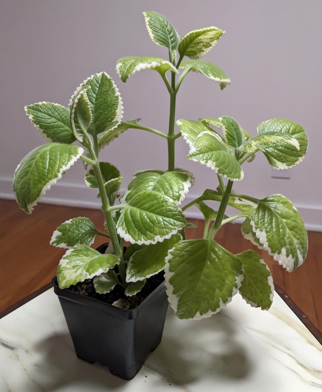 Variegated Cuban Oregano Plant (1 Quart Pot) - Etsy
