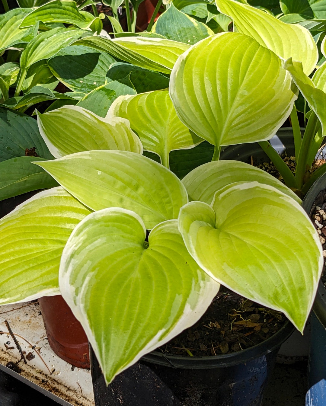 Hosta TRUE Chartreuse With White/cream Edges 'american Dream' in 4.5x5 ...