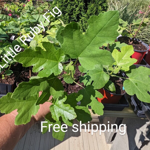 Dwarf Fig Tree - Etsy