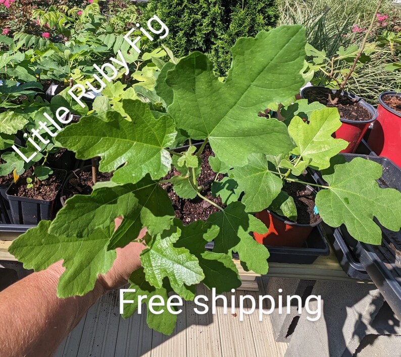 Fig 'little Ruby' Bite Sized Fruit Snacks for Kids, Landscape Ready in 6"x5" Deep Pot, Dwarf ...