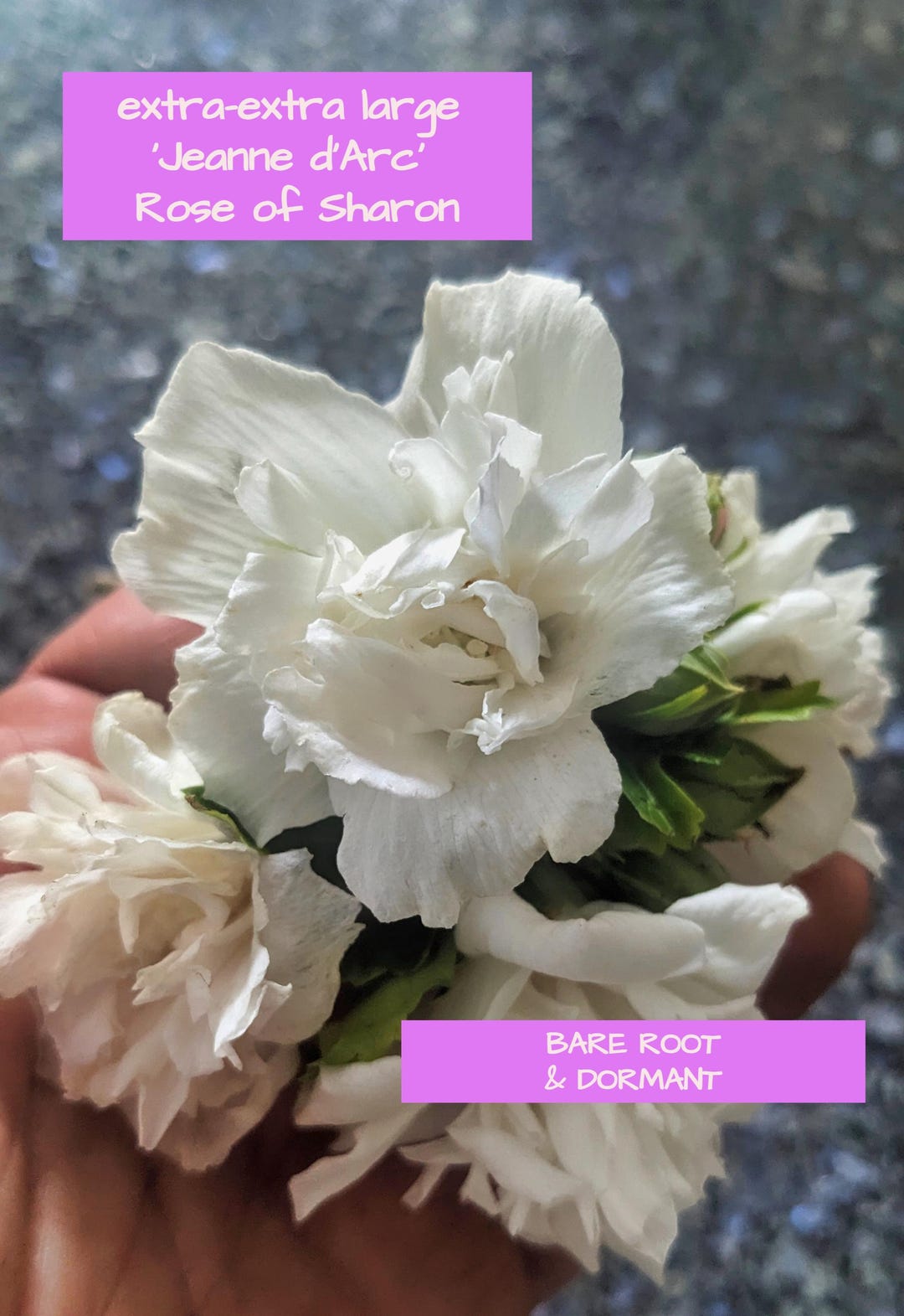 Rose of Sharon 'jeanne D'arc' Ruffled Double Pure White Flowers EXTRA ...