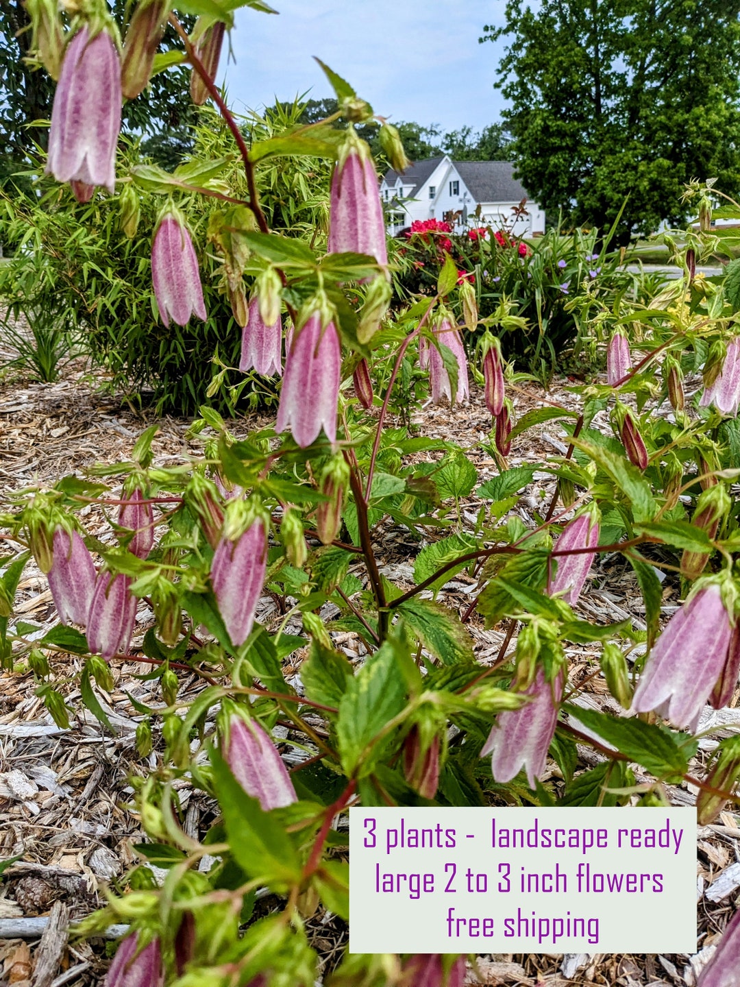 Bellflower 3 Incredibly QUICK GROWING Non-stop Blooming Ground Cover in ...