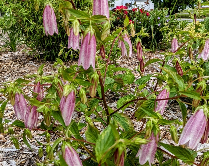 Campanula Punctata 'cherry Bells' Spotted Bellflower Live Plant - Etsy