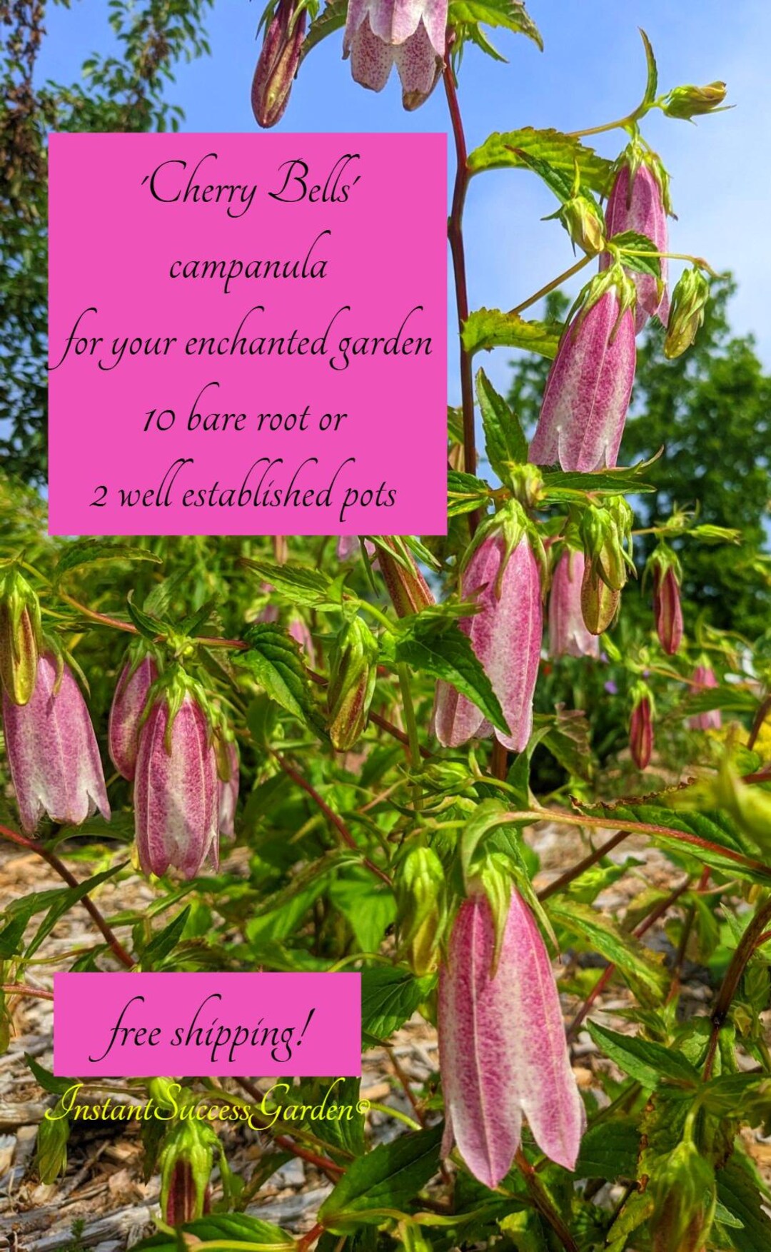 Bell Flower 10 Large Bare Root 'cherry Bells' Plants or 2 Pots With ...