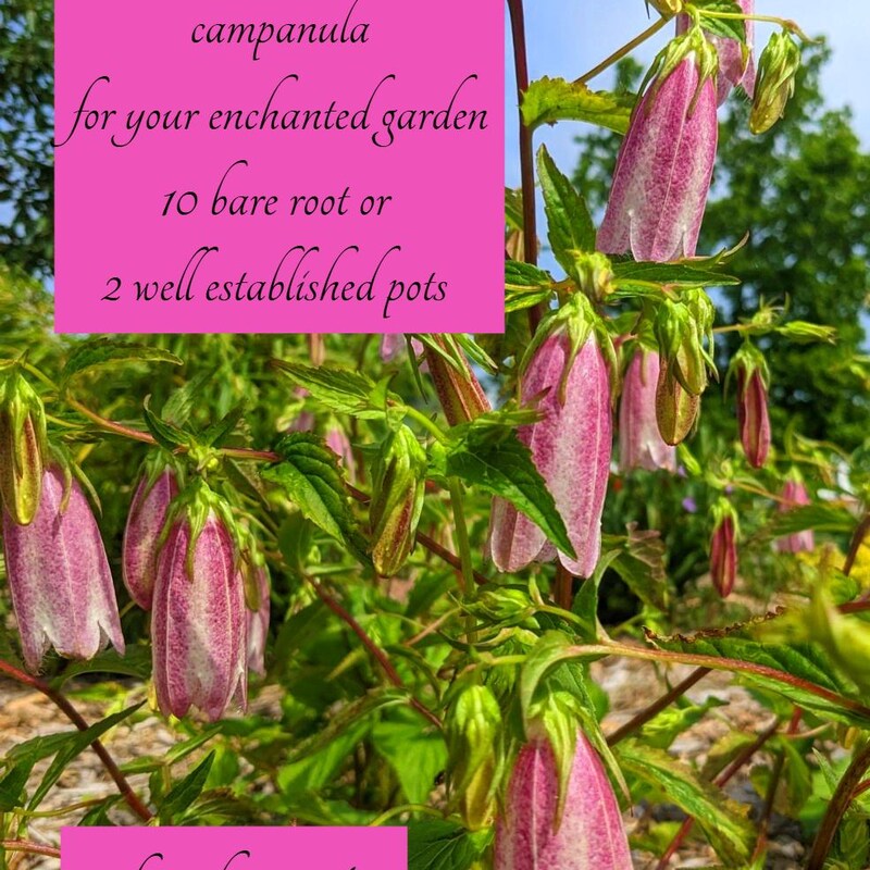 Hummingbird Bell - Etsy