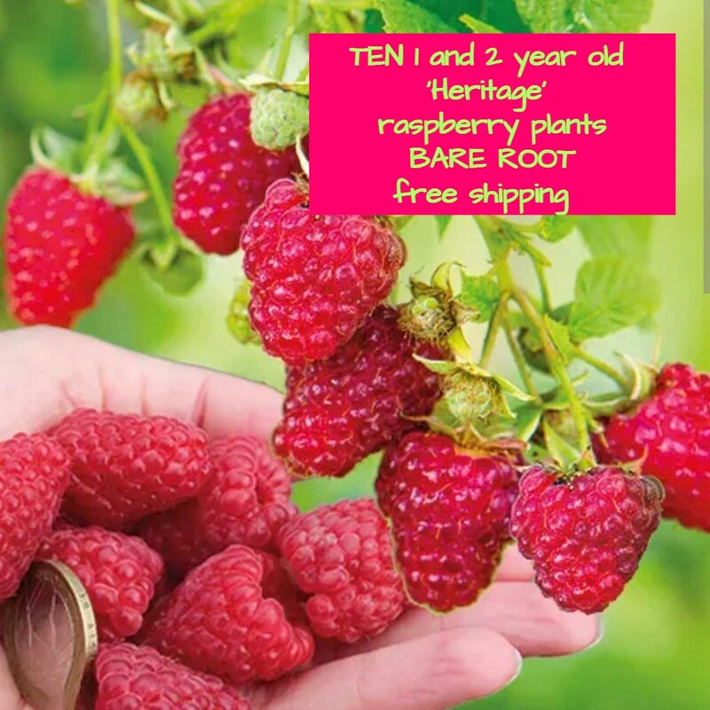 Raspberry Plant - Etsy