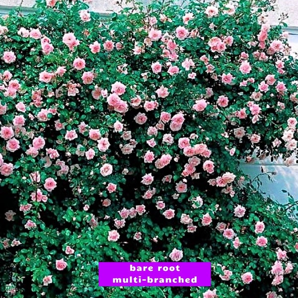 Climbing Rose - Etsy