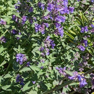 Nepeta, LARGE CLUSTER 'walker's Low' Catmint in 6x5 Pot Multi-purpose ...