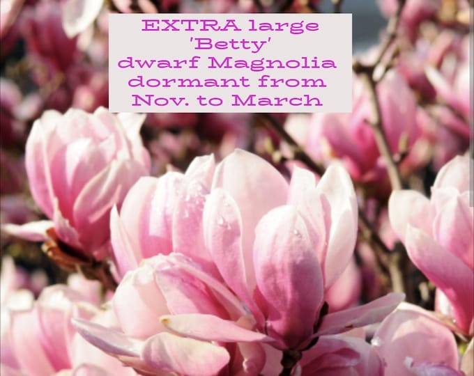 Dwarf Magnolia EXTRA Large Spectacularly Blooming 'betty' - Dormant in ...