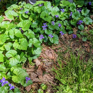 Violets CLUSTER Consisting of at Least 10 Mature Plants, Dense Ground ...