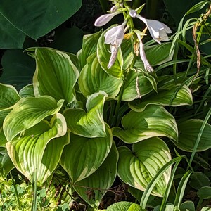 Hosta TRUE Chartreuse With White/cream Edges 'american Dream' in 4.5x5 ...