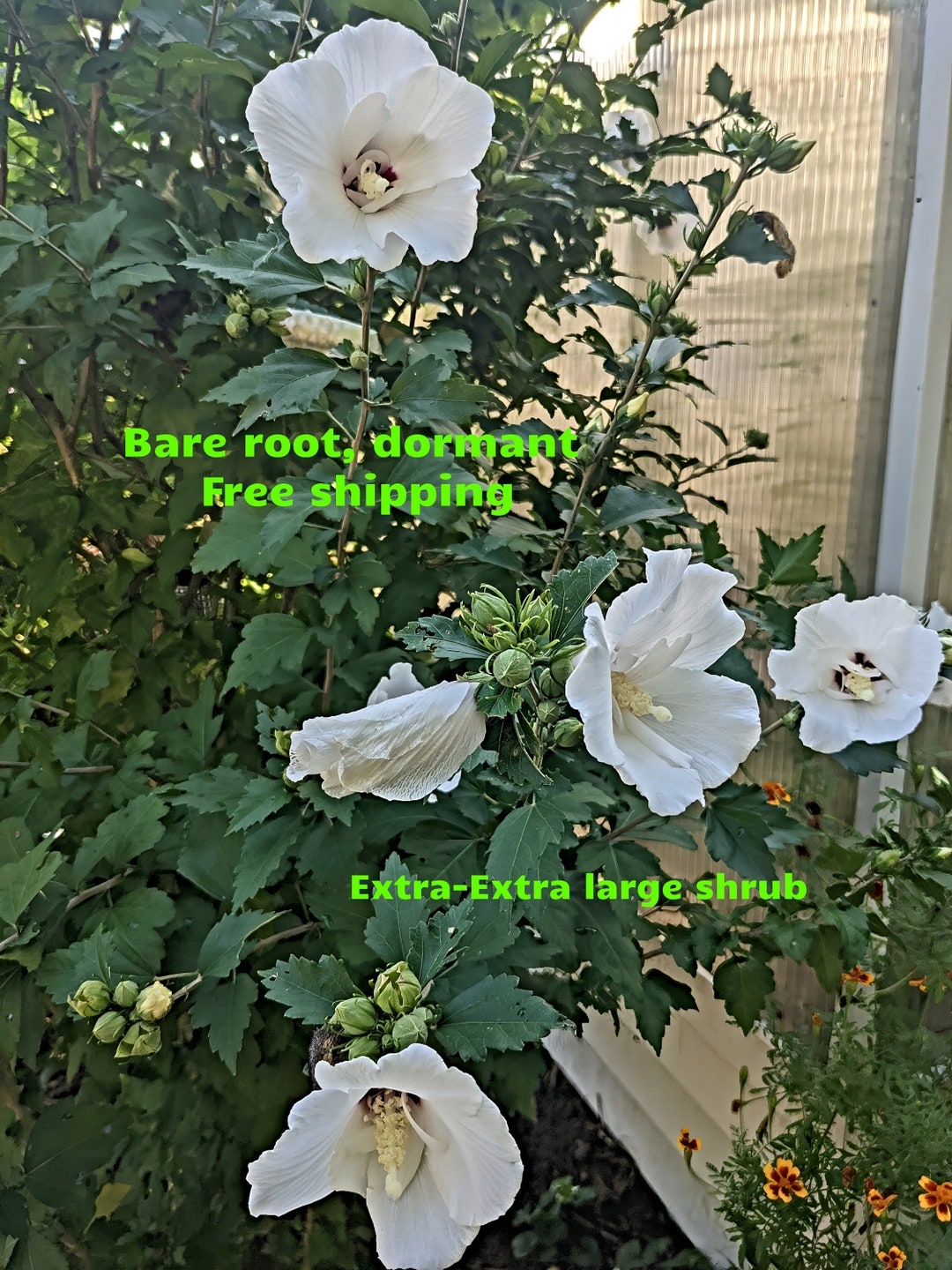 Rose of Sharon 'RED HEART' White Flowers/red Middle Extra-extra Large ...