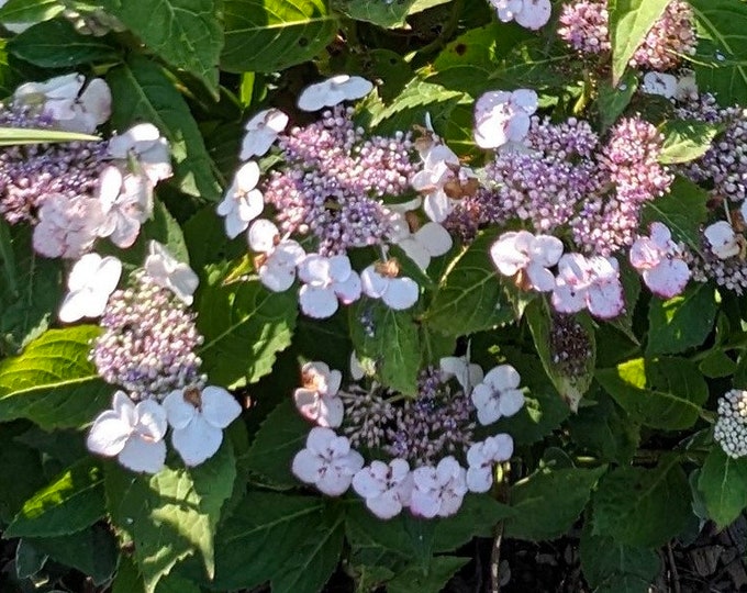 Hydrangea 'tokyo Delight' is a Rarity EXTRA LARGE White-purplish-powder ...
