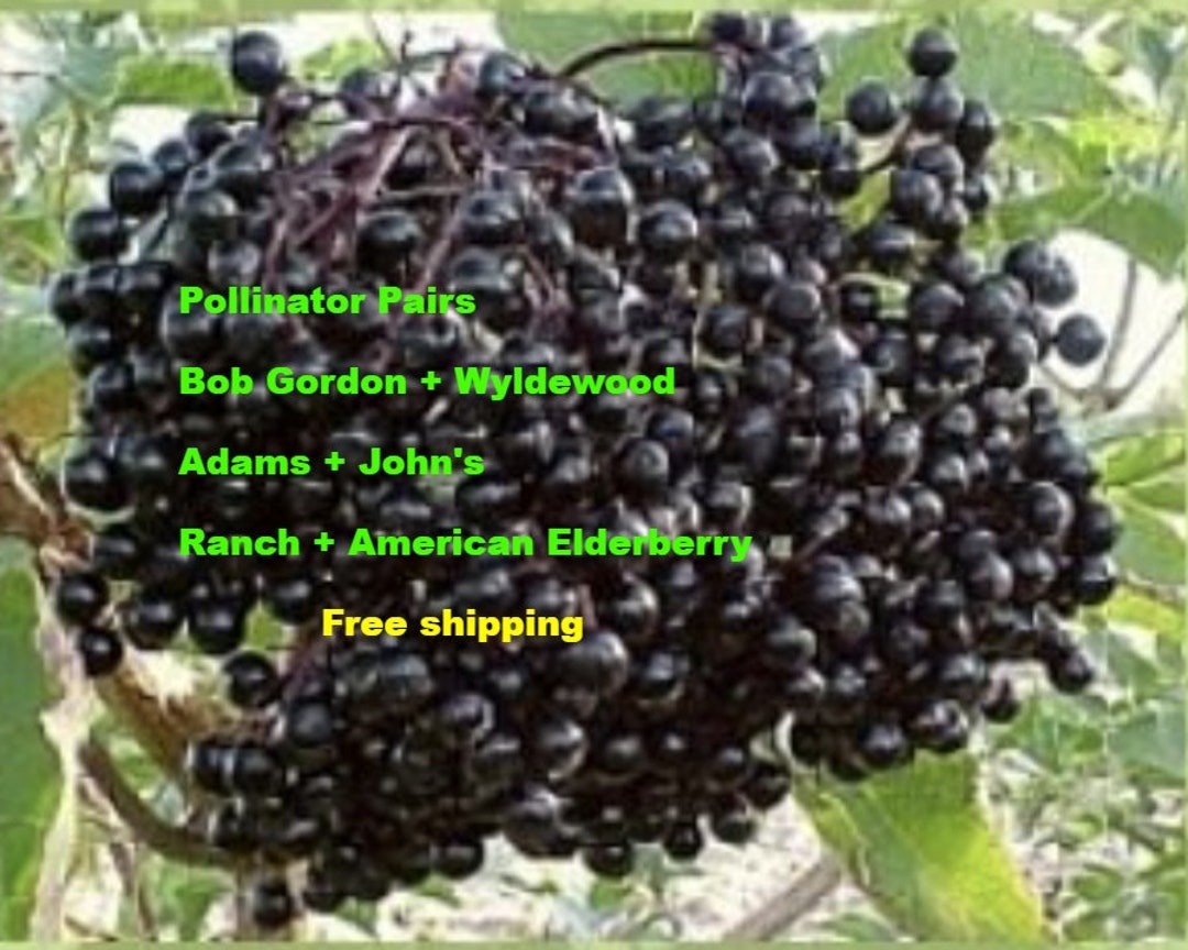 Elderberry MATURE Pollinator Pairs/bob Gordonwyldewood/adamsjohn's/ranchamerican Elderberry for ...
