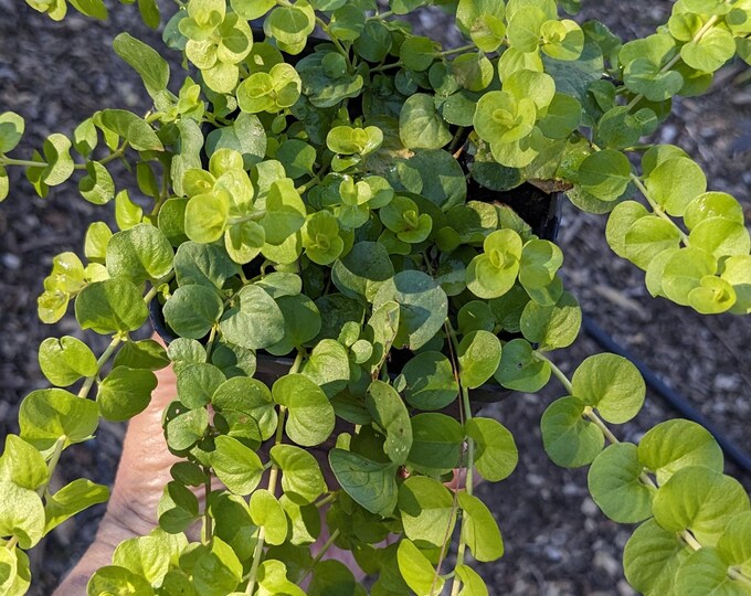 Creeping Jenny ‘aurea’ 4"x5” Pot Landscape Ready, Vibrant Garden AND ...