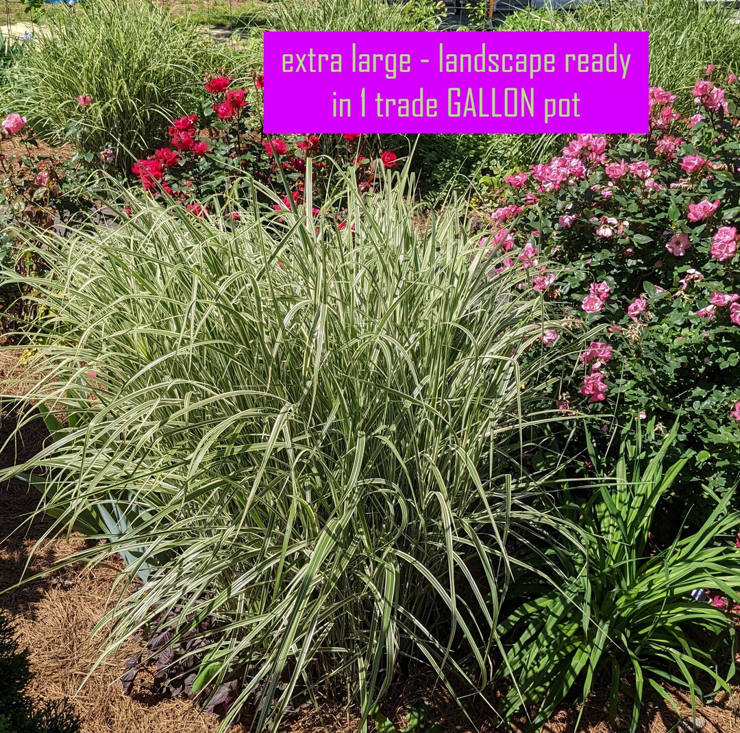 Miscanthus Sinensis 'variegatus' XL Silver Grass in 1 Trade GALLON Pot ...