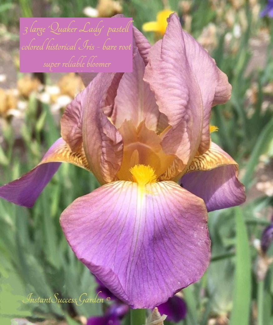 3 Iris 'quaker Lady' Historical Iris - LARGE Bare Root - Pastel Colored ...