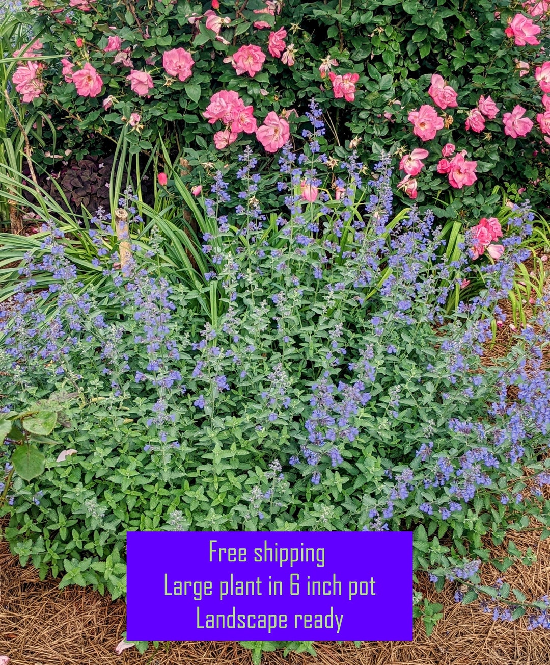 Nepeta, LARGE CLUSTER 'walker's Low' Catmint in 6x5 Pot Multi-purpose ...