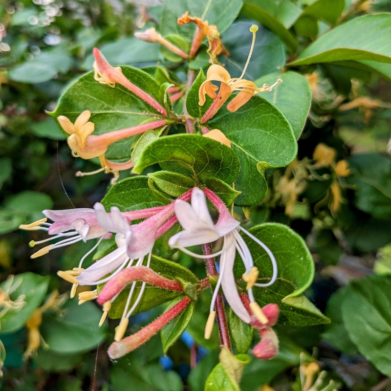 Honeysuckle - Etsy