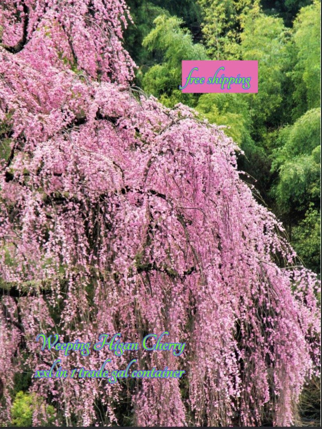 Weeping Higan Cherry Tree XL 30+ Inches Above Soil, in 1 Trade Gal ...