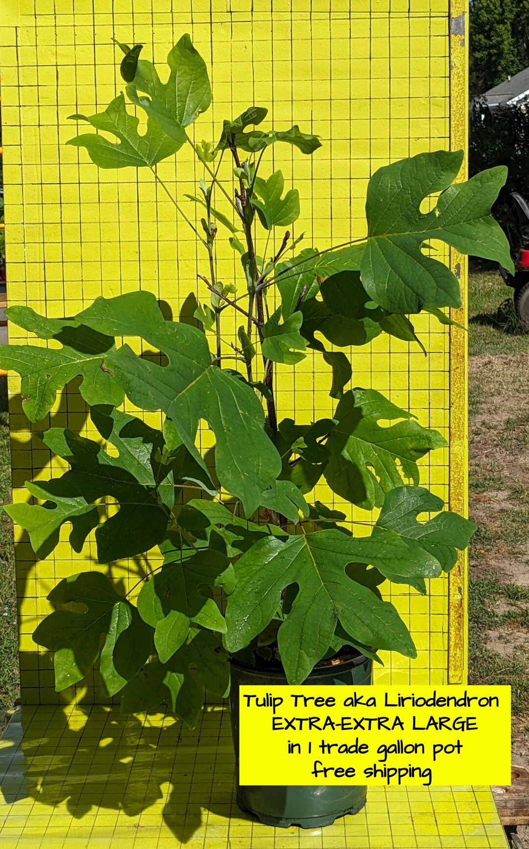 Tulip Tree EXTRA LARGE as Depicted Beautiful Yellow-chartreuse-orange ...