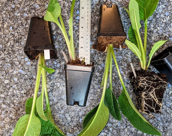 Comfrey, 4 GUARANTEED TRUE Medicinal Symphytum Officinale, ORGANIC ...