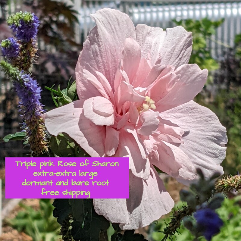 Rose of Sharon Plants - Etsy