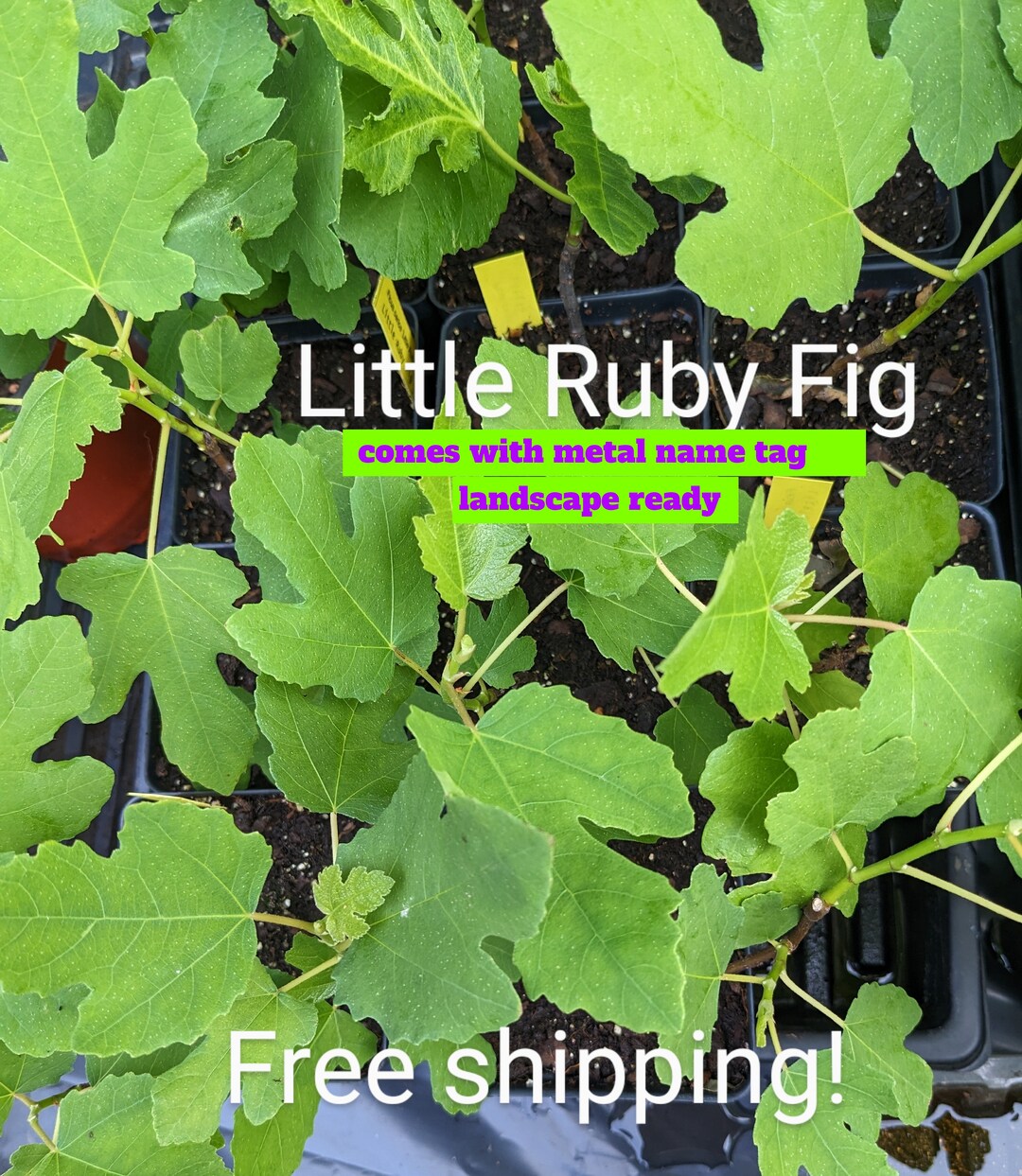Fig 'little Ruby' Bite Sized Fruit Snacks for Kids, Landscape Ready in 6"x5" Deep Pot, Dwarf ...