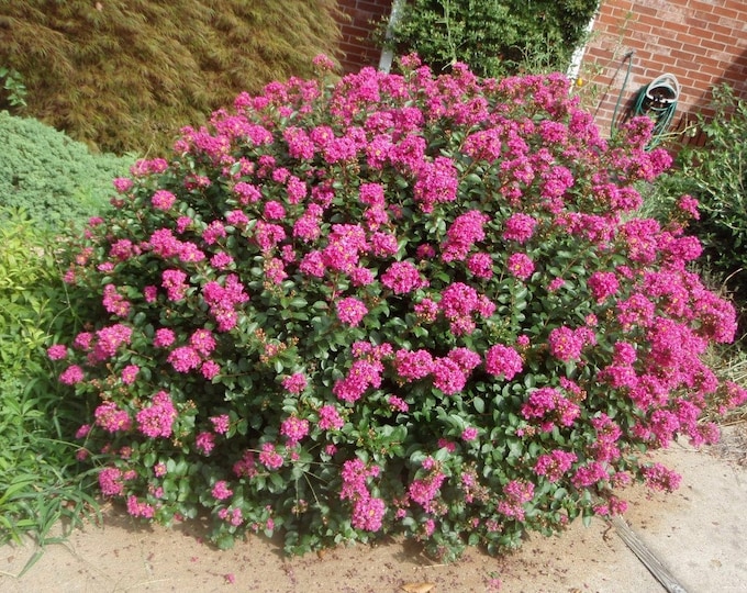 Crape Myrtle 1 DWARF ‘pocomoke’ Deep Rose-pink Colored Blooms ...
