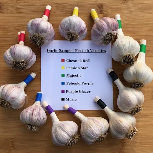 Garlic - Etsy
