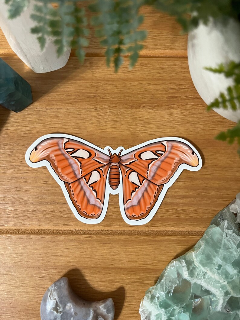 Soft Matte Vinyl Atlas Moth Sticker Attacus Atlas Sticker Insect ...